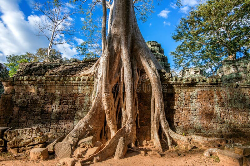 Trees Growing Out of Ta Prohm Temple, Angkor Wat. Stock Photo - Image ...