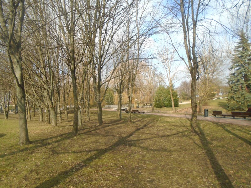 Trees Growing in the Park in Early Spring Stock Image - Image of trees ...