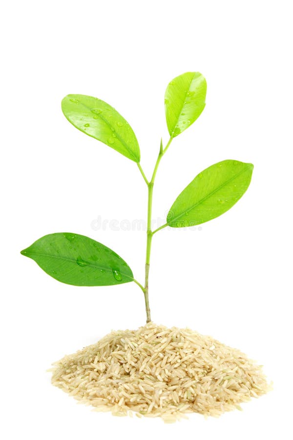 Trees growing in Pile Rice stock photo. Image of drop - 19739578