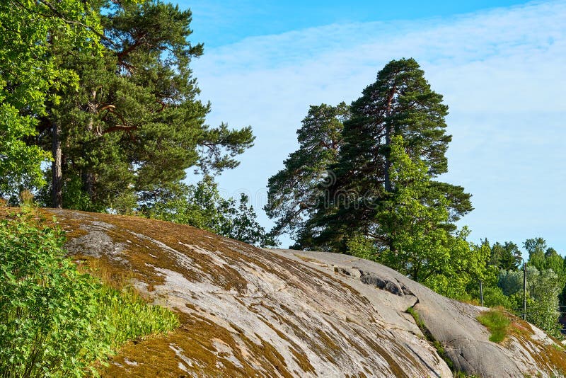 Trees growing on the rock. stock image. Image of beautiful - 127347027