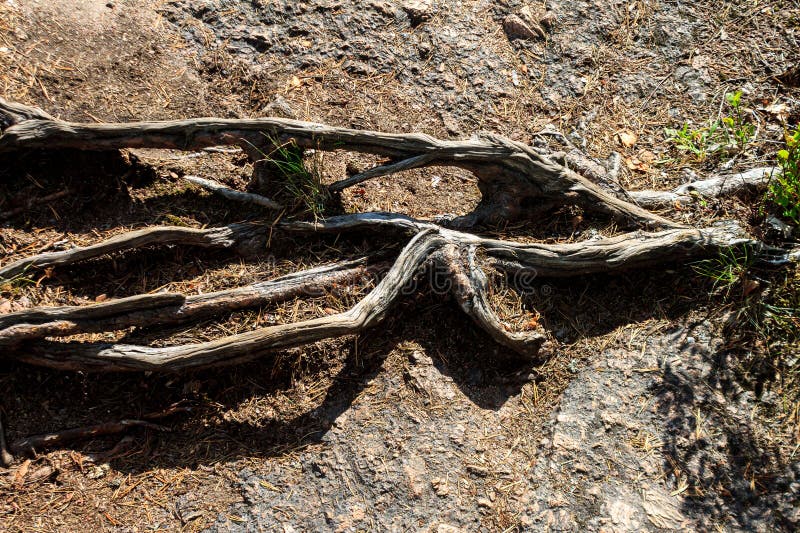 Trees Growing on Rocks, Stones, in the Forest, a Powerful Root System ...