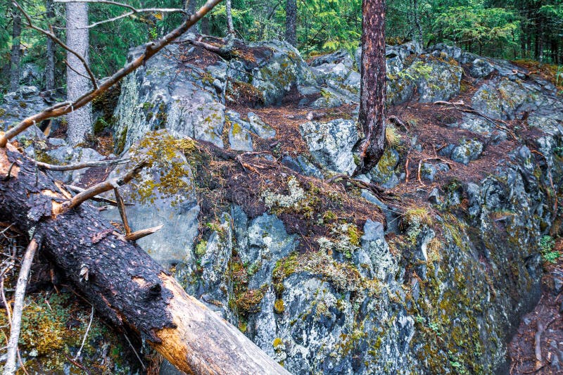 Trees Growing on Rocks, Stones, in the Forest, a Powerful Root System ...