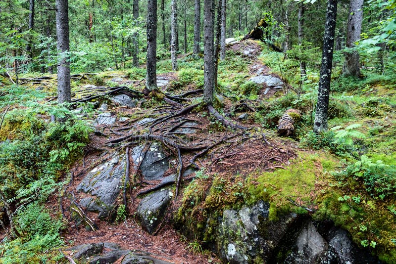 Trees Growing On Rocks Stones In The Forest Stock Image Image Of Object Travel 324549883