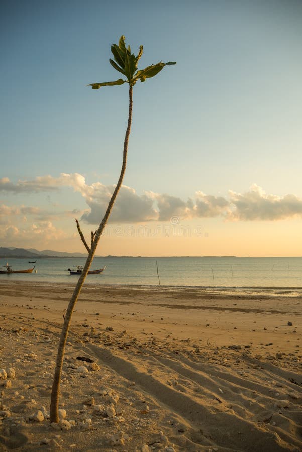 Trees Growing on Sand Beach Stock Image - Image of paradise, landscape ...