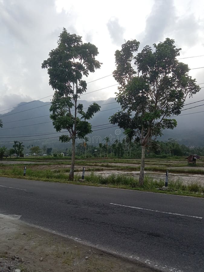 Trees Growing on the Side of the Road Stock Image - Image of side, road ...