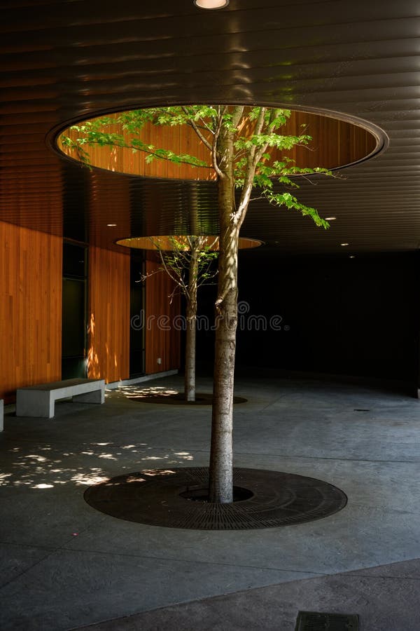 Trees Growing through Skylight Stock Image - Image of trees ...
