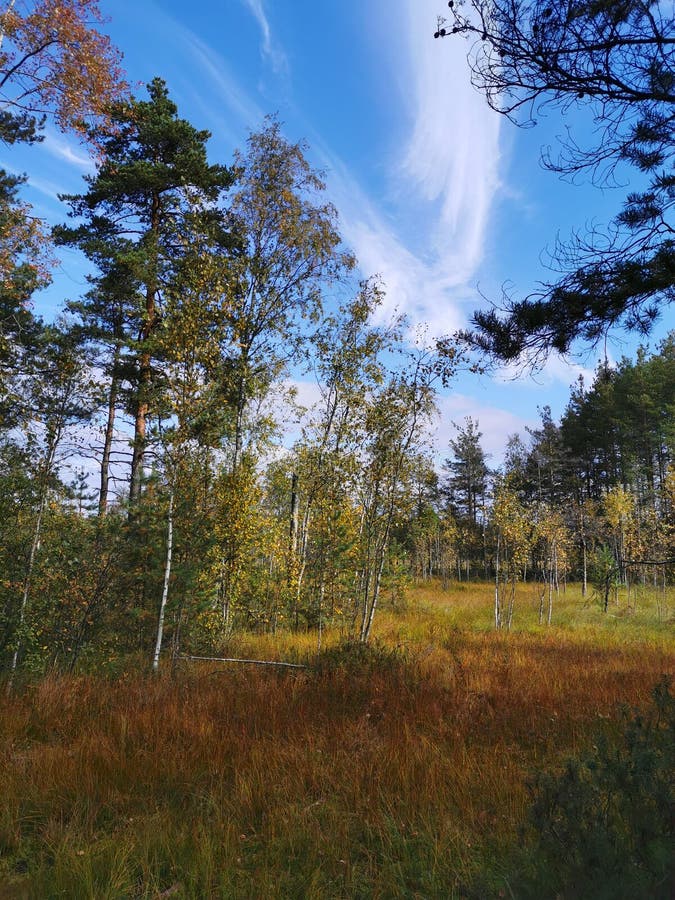 Trees Growing on a Small Plot of Land in the Middle of a Swamp, Against ...
