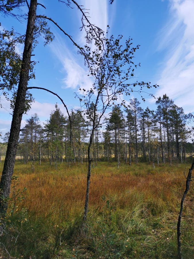 Trees Growing on a Small Plot of Land in the Middle of a Swamp, Against ...
