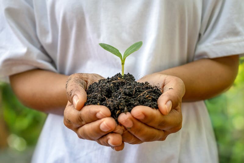 Trees are Growing in the Soil on Human Hands Stock Photo - Image of ...