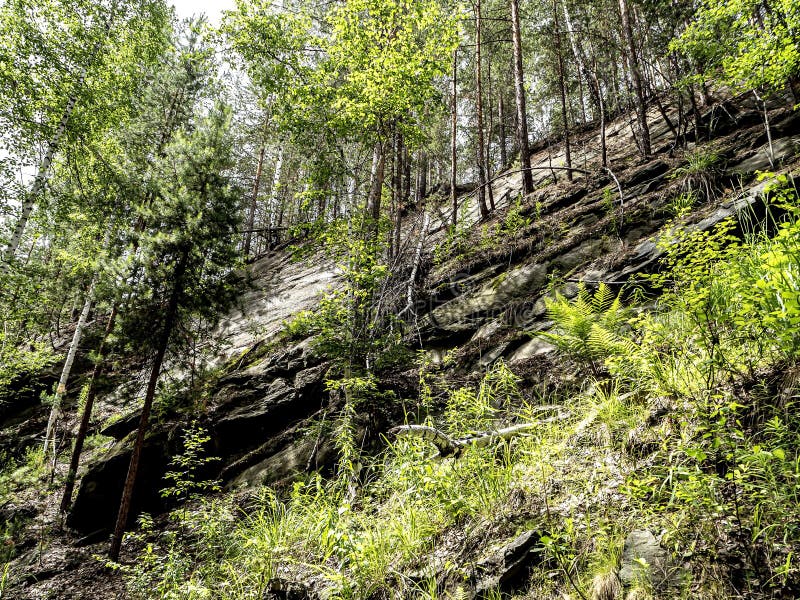 Trees Growing on the Stone Slopes of the Mountains Stock Image - Image ...