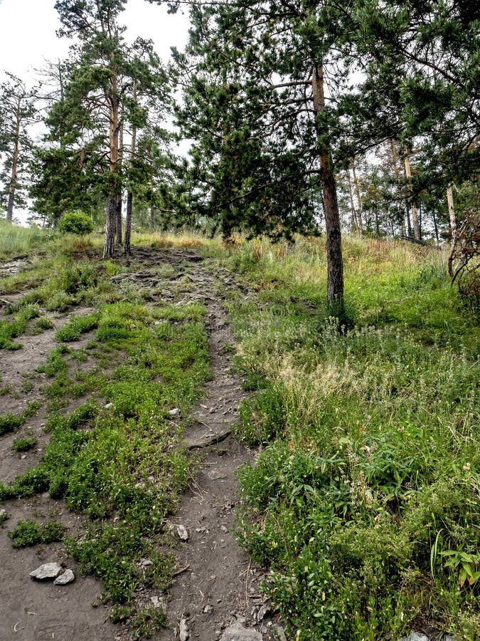 Trees Growing on the Stone Slopes of the Mountains Stock Photo - Image ...