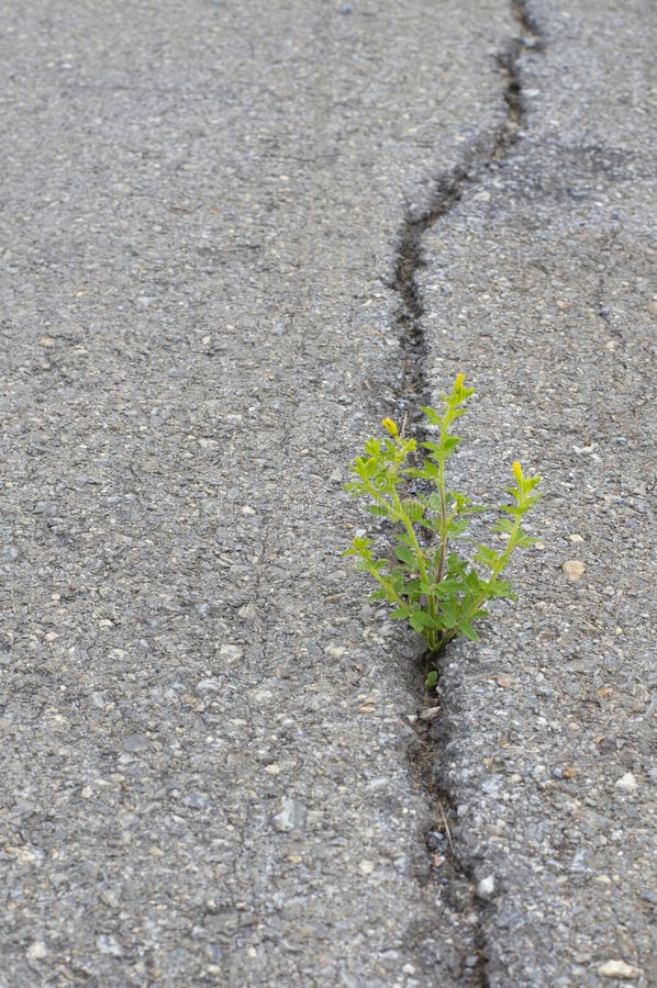 Trees Growing on the Surface of the Concrete Pavement Cracks Stock ...