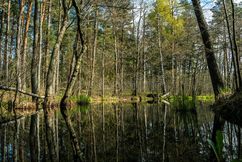 Trees Growing on Swamp at Spring Stock Photo - Image of forest, pine ...