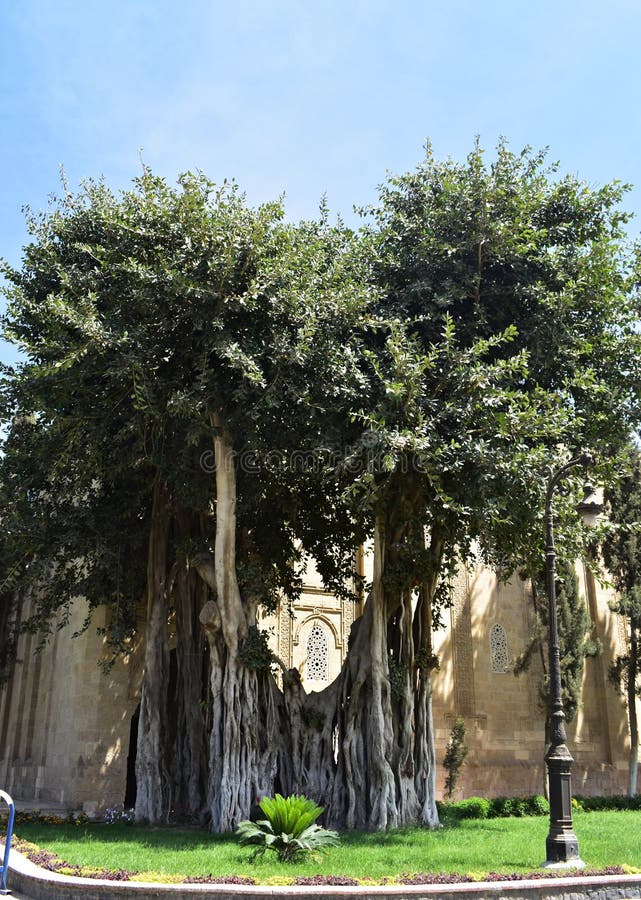 Trees Growing Together Forming One Giant Tree. Stock Image - Image of ...