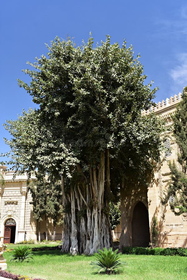 Trees Growing Together Forming One Giant Tree. Stock Photo - Image of ...