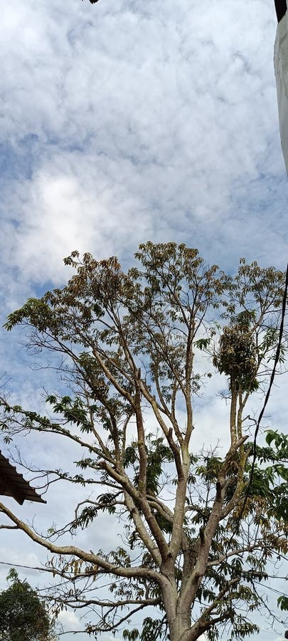 Trees Growing Under Sunny Weather Stock Image - Image of sunny, weather ...