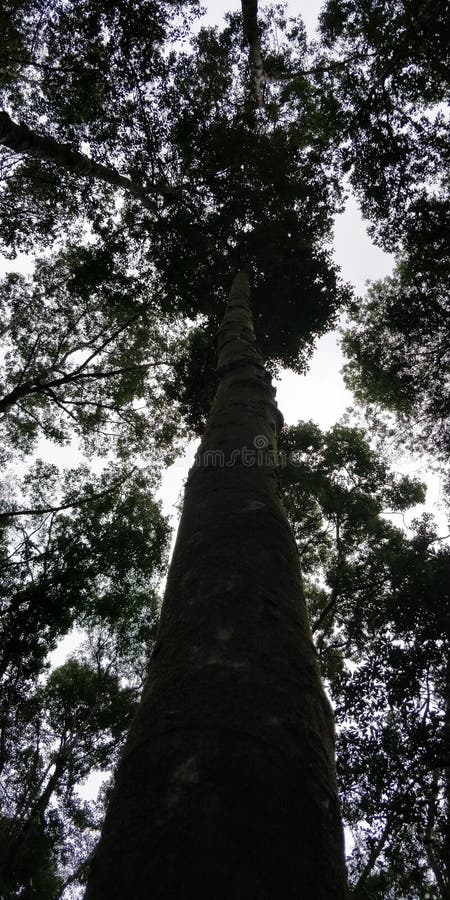 Trees Grown so Long. Beautiful Evening Sky. Beautiful Tree Stock Photo ...