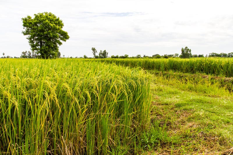 Trees grown paddy stock photo. Image of leaves, grass - 43037104