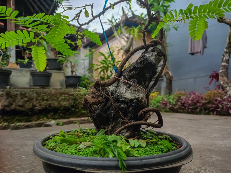 Trees Grown from Seed Can Be Bent into Any Shape Imaginable for a ...