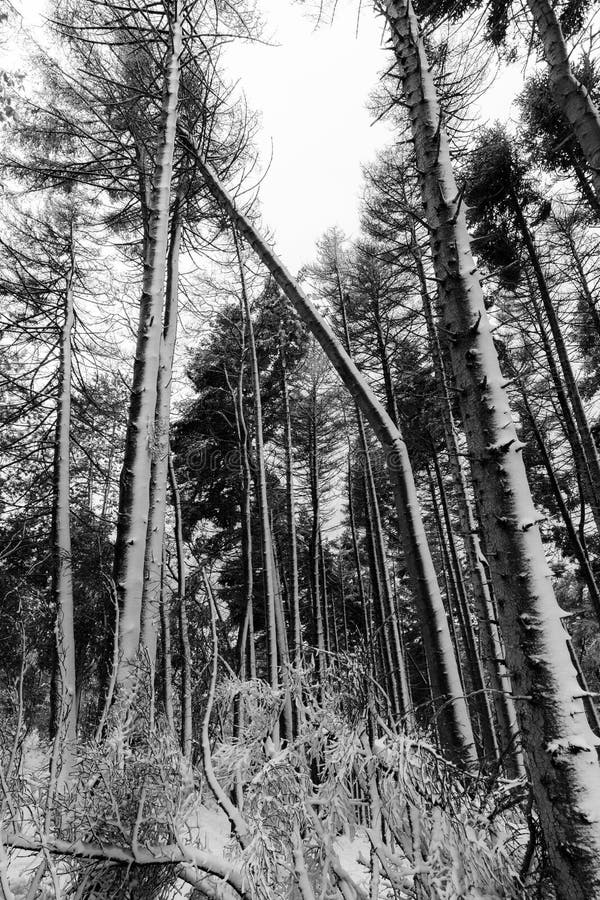 Trees Half Covered by Snow in Winter with One of Them Broken in Half ...