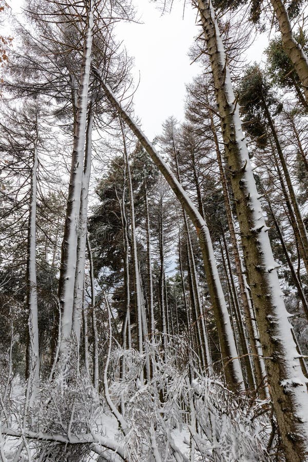 Trees Half Covered by Snow in Winter with One of Them Broken in Half ...