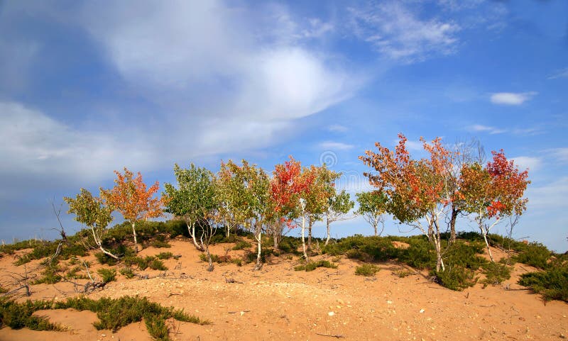 Trees In A Half Desert Area Picture. Image: 4533215