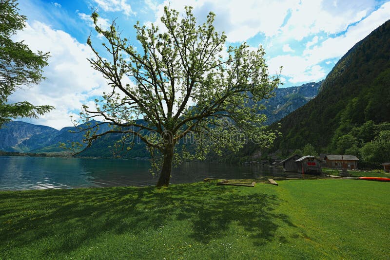 Trees at Hallstatter See Lake in Hallstatt, Upper Austria Stock Photo ...