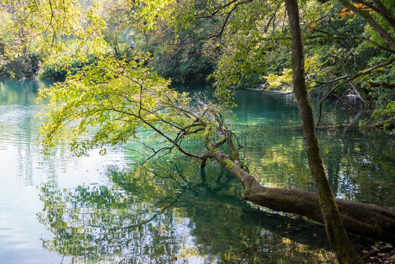 Trees Hanging Closely Over the Surface of the Lake at Plitvice Stock ...