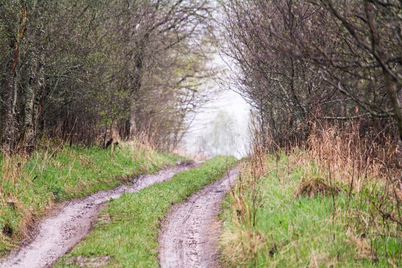Trees Hanging Over a Country Road, Path To the Light Stock Image ...