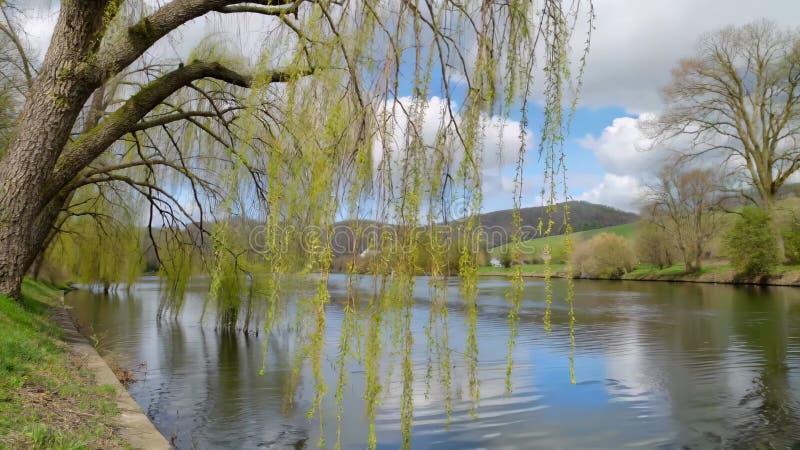 Riverside Weeping Willows Nature, Generative AI Stock Footage - Video ...