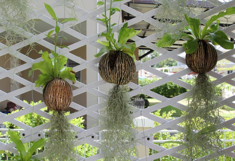 Trees hanging on wall stock photo. Image of wall, trees - 191426338