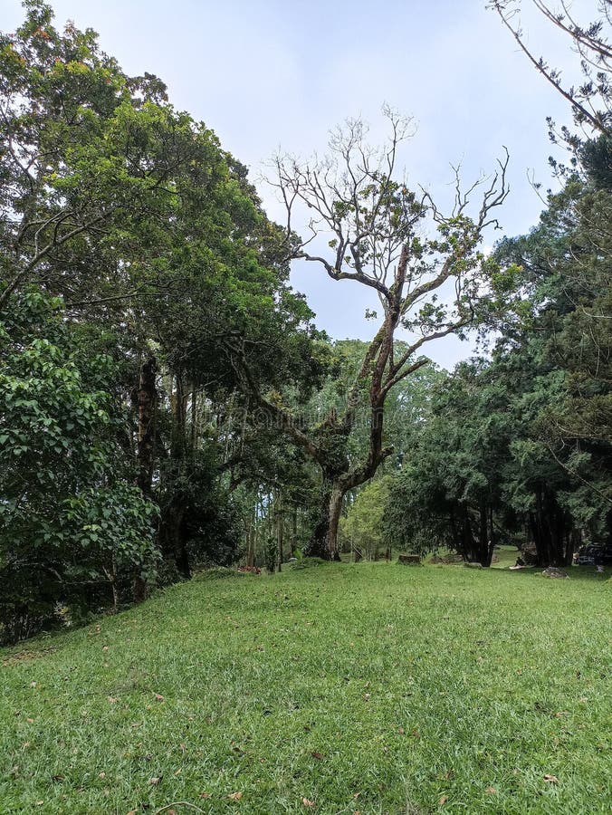 A trees for happinest stock photo. Image of trees, good - 265519908