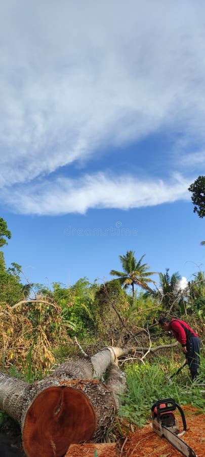 Trees that Have Been Cut Down Using a Chainsaw Stock Photo - Image of ...