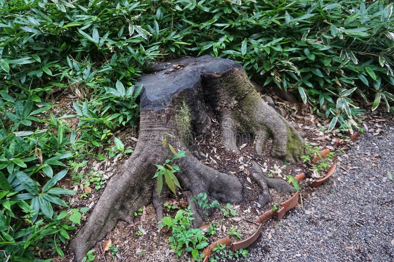 Trees that have been cut stock image. Image of nature - 272644227