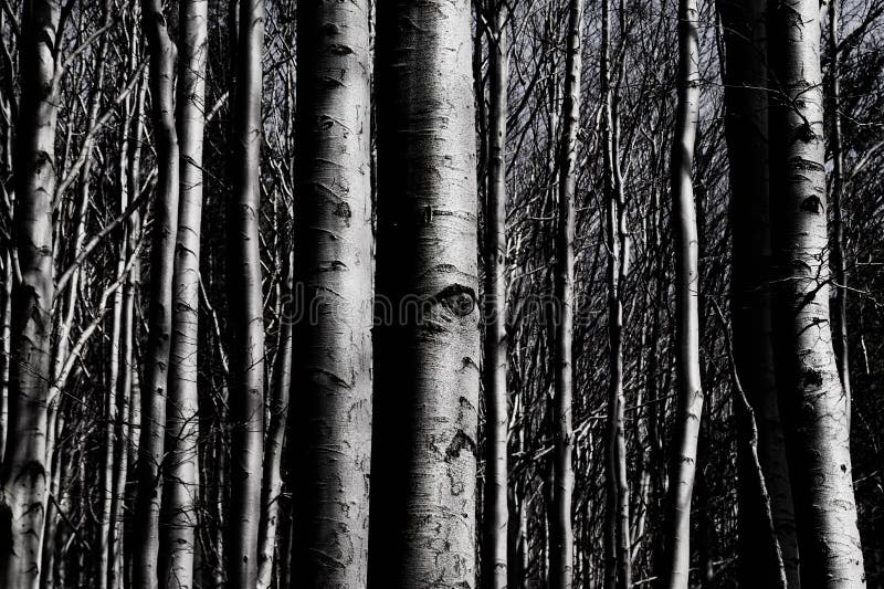 Trees` Eyes stock photo. Image of poland, environment - 144612750