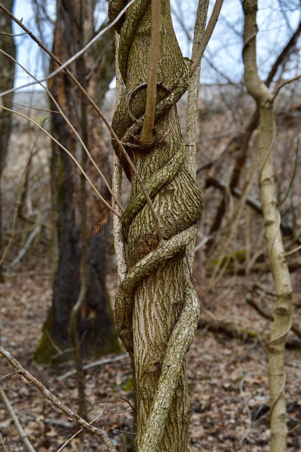 Beautiful winding trees stock photo. Image of spring - 113266928