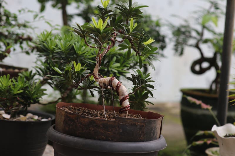 Trees that Have High Artistic Value are Obtained from Hard Work Stock ...