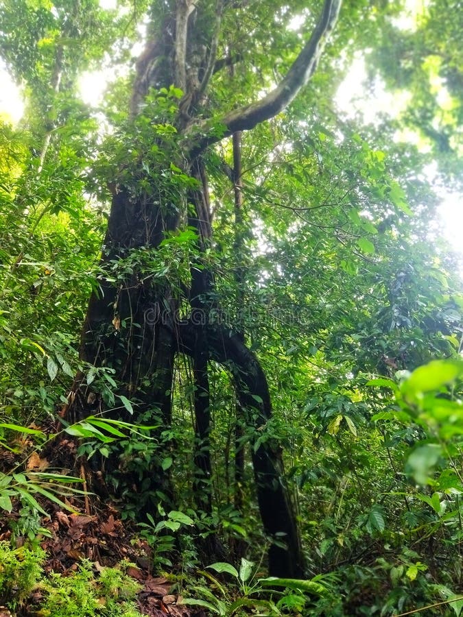 Trees Have Large Roots that Go Deep into the Ground Stock Image - Image ...