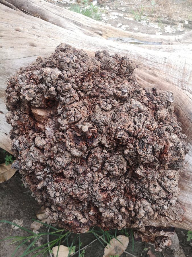 Trees that Have Lived for Several Decades Often Exhibit Unique Patterns ...