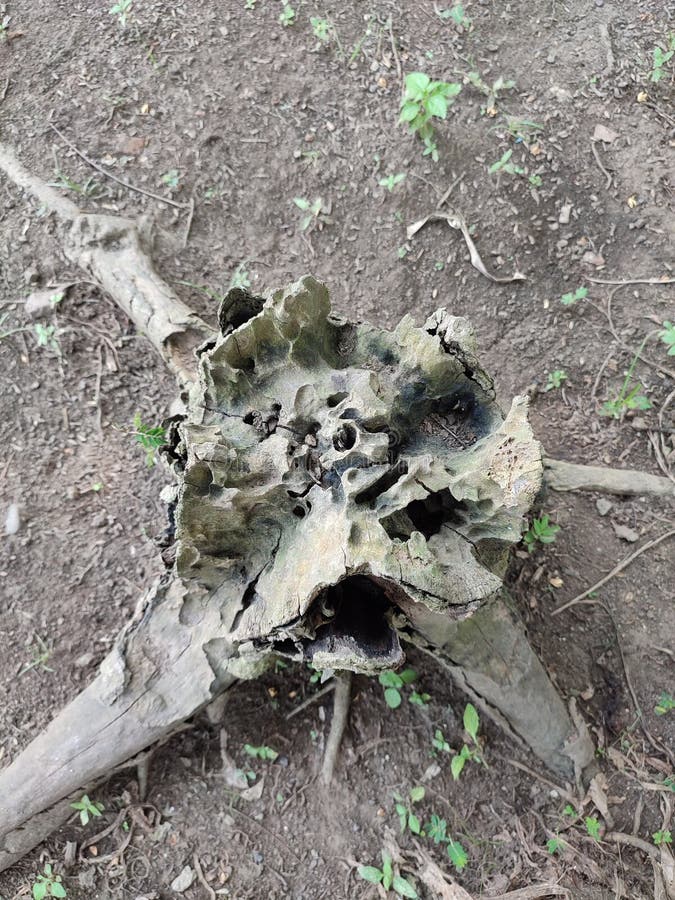 Trees that Have Long Been Cut Down and Dried Up Stock Image - Image of ...