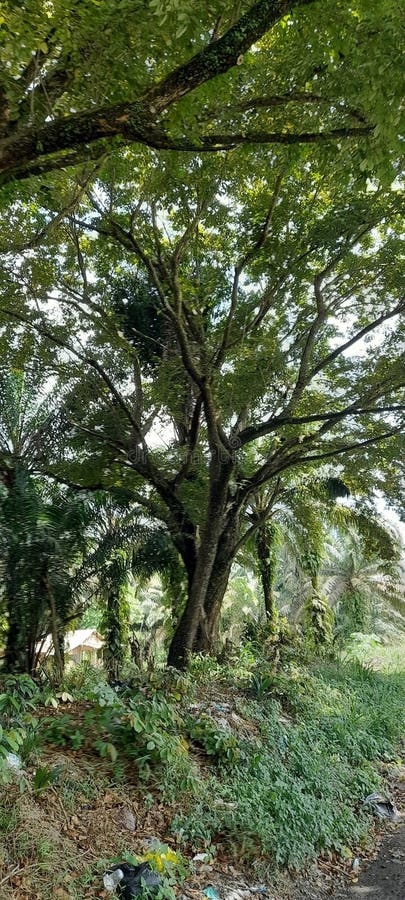 Trees that Have Lots of Branches and Leaves Make the Air Cool Stock ...