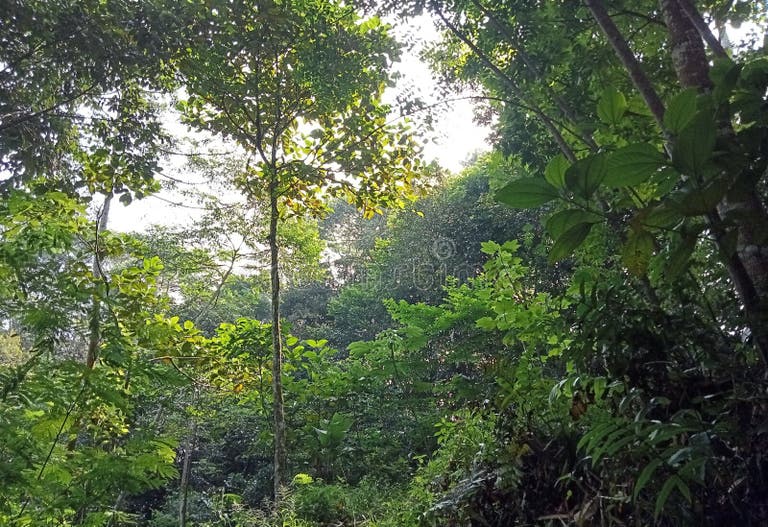 Trees Have Roots that Spread Underground, Trunks that Extend and ...