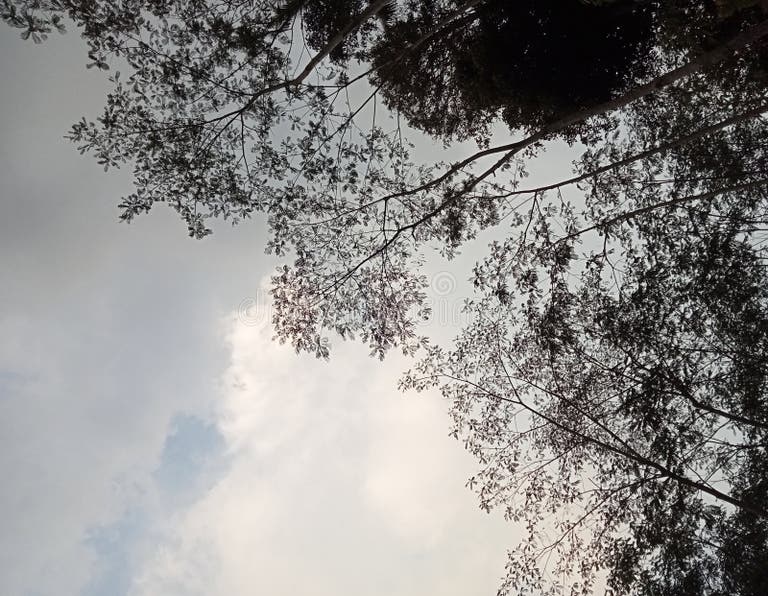 Trees Have Roots that Spread Underground, Trunks that Extend and ...