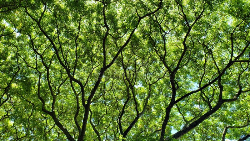 Trees in Hawaii stock photo. Image of green, leaves - 165168522