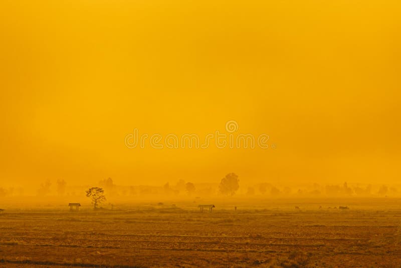Trees in Heavy Fog, on a Field, Sunrise Morning Stock Photo - Image of ... Trees in Heavy Fog, on a Field, Sunrise Morning Stock Photo - Image of ...