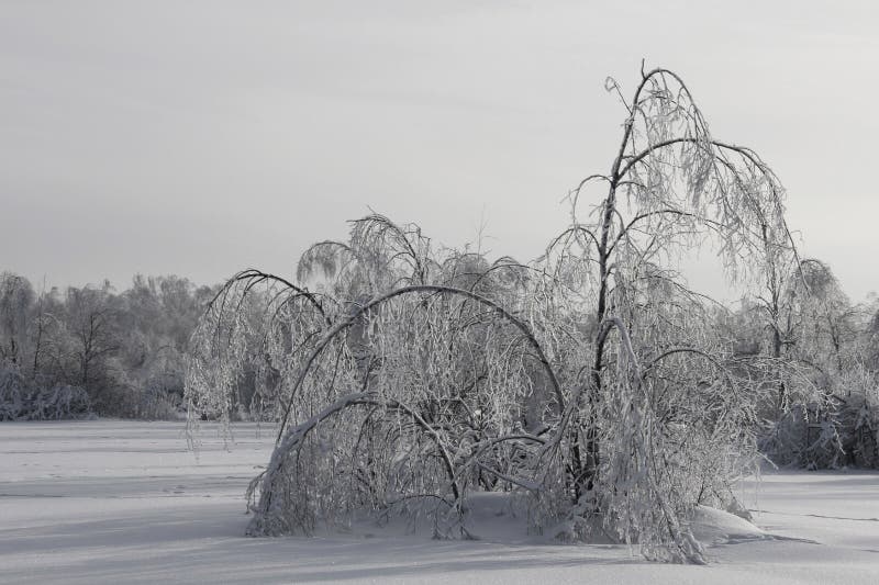 Trees Heavy after Freezing Rain in Winter Stock Photo - Image of ...