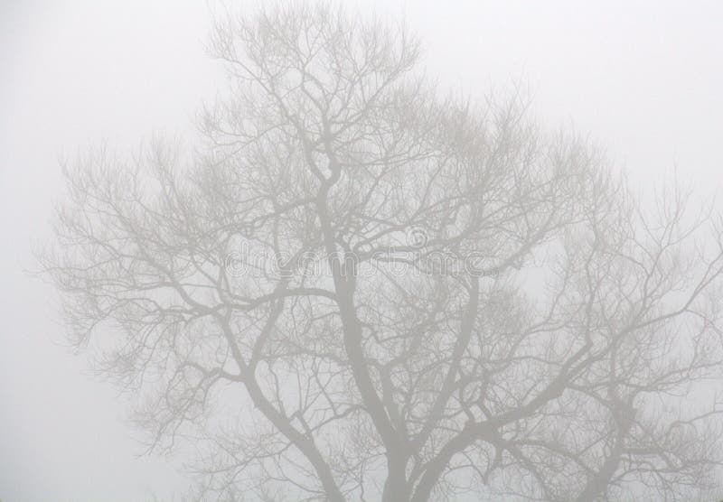 Bare trees in winter fog stock image. Image of bare, twisted - 1939041