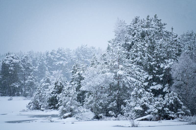 Trees in heavy snow fall stock image. Image of weather - 289937685