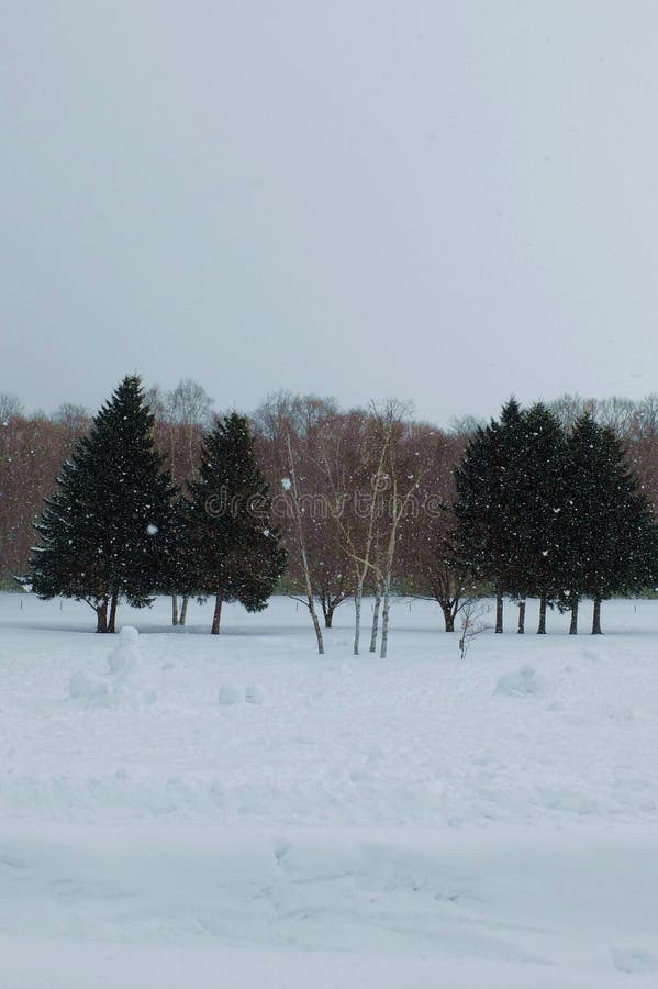 Trees in the Heavy Snow Weather Day Stock Photo - Image of ground ...