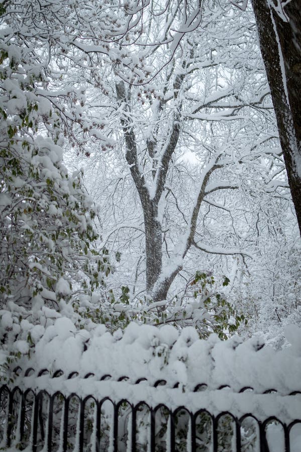 Trees in heavy snowfall stock photo. Image of snow, trees - 126540550
